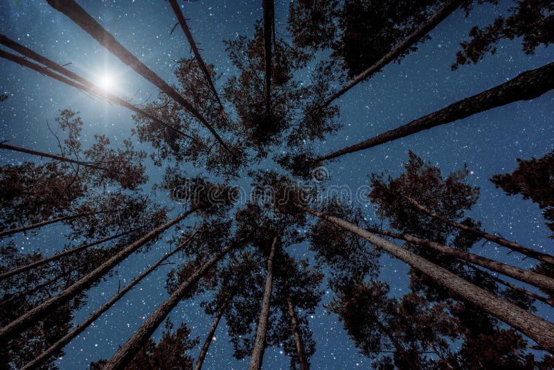 A Night Sky in a Pine Forest at Christmas Day Stock Photo - Image of ...