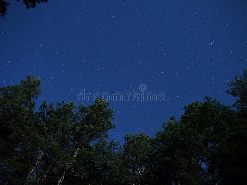 Night Sky Stars Over Forest Stock Photo - Image of tree, details: 53540976