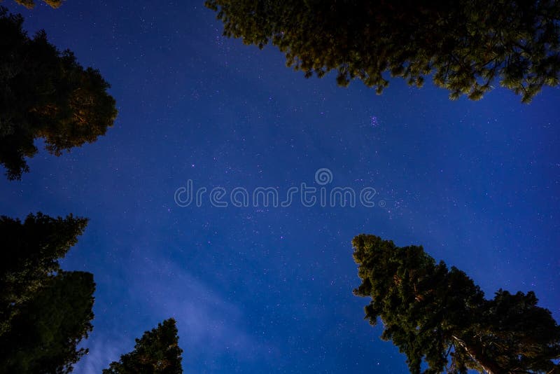 Night Sky with Stars in the Forest Stock Photo - Image of stars, trees ...