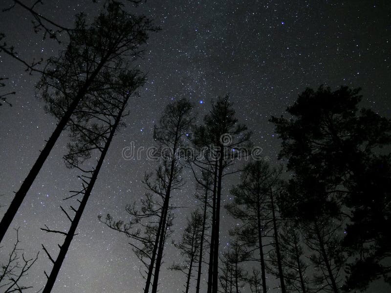 Night Sky Stars Over Forest Stock Image - Image of stars, forest: 104203151