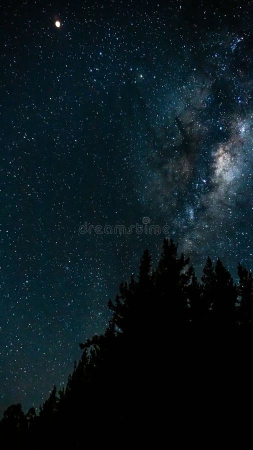 The Night Sky and Treetops As Seen from Below the Trees Stock Image ...