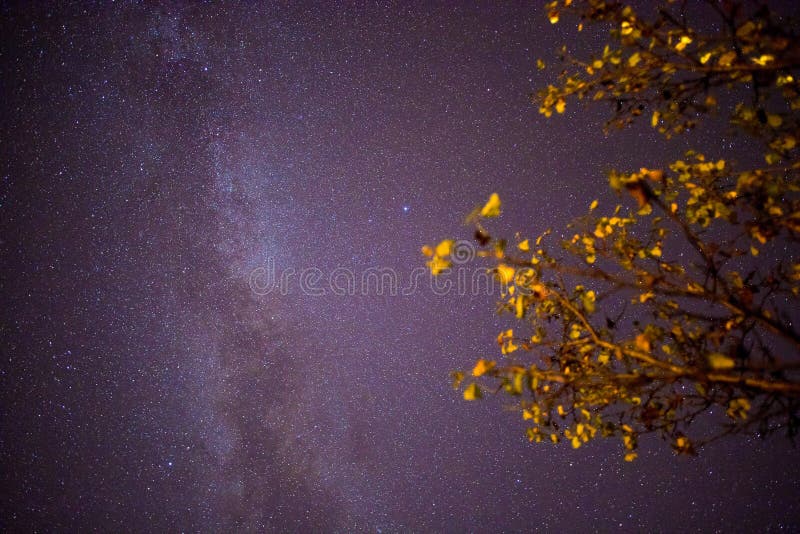 Night Sky from Under a Tree Stock Photo - Image of exploration ...