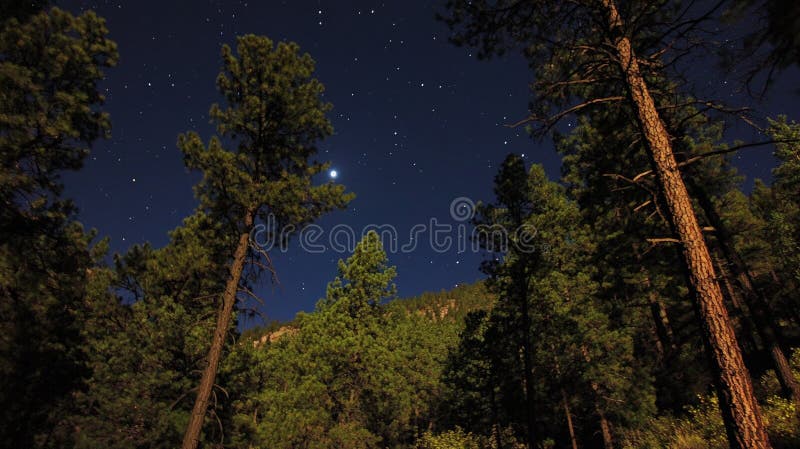 Night Sky View through Tall Pine Trees, Stars Visible Stock Photo ...