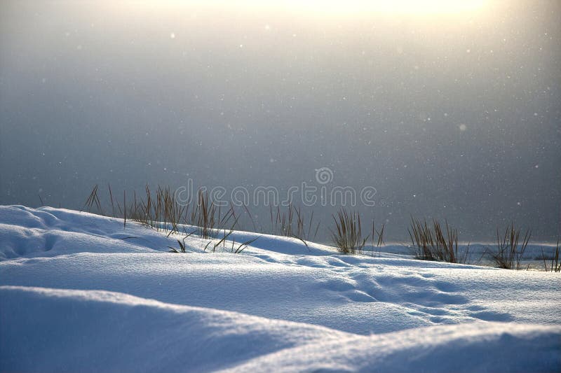 Night Snowfall Lake Beachgrass Stock Photo - Image of moonlight ...