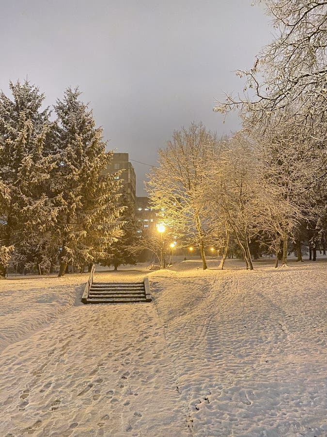 Night snowfall stock image. Image of morning, freezing - 219043953