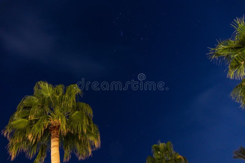 Night Starry Sky and Palm Trees. Bottom View Stock Photo - Image of ...