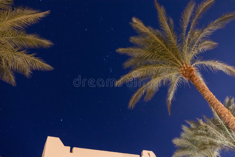 Night Starry Sky and Palm Trees. Bottom View Stock Photo - Image of ...