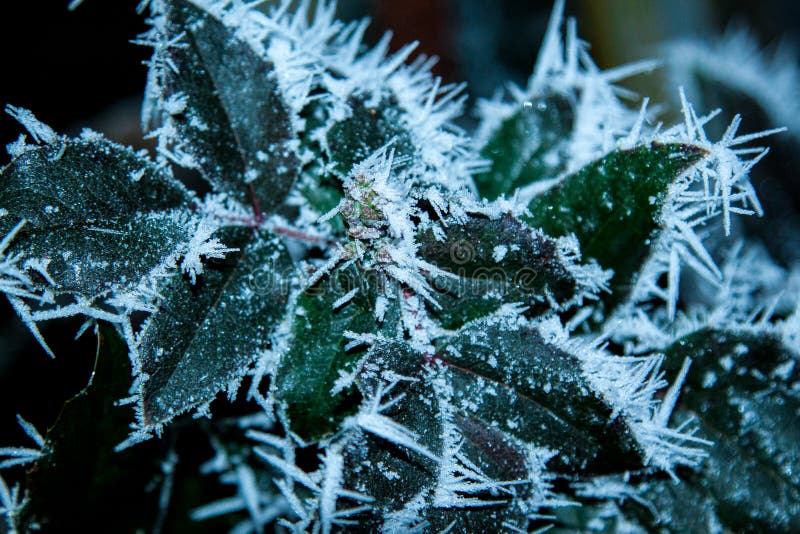 Night Time of Frozen Branches and Bushes Stock Photo - Image of light ...