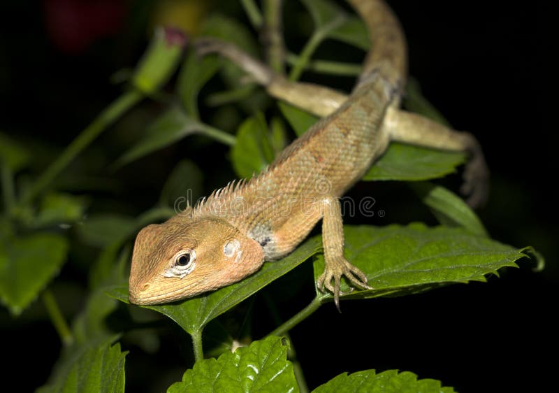 Scaly lizard stock image. Image of frog, daytime, spiked - 30790119