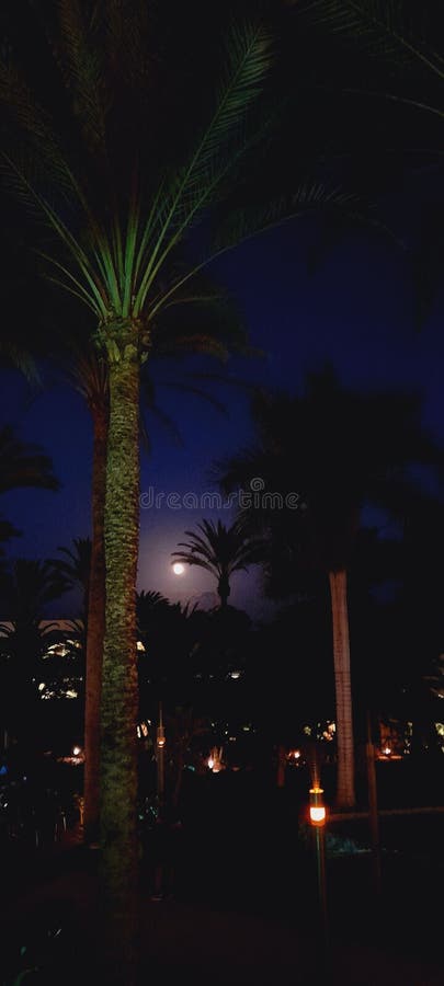 Night Time in the Park with Palm Tree Stock Photo - Image of outdoors ...