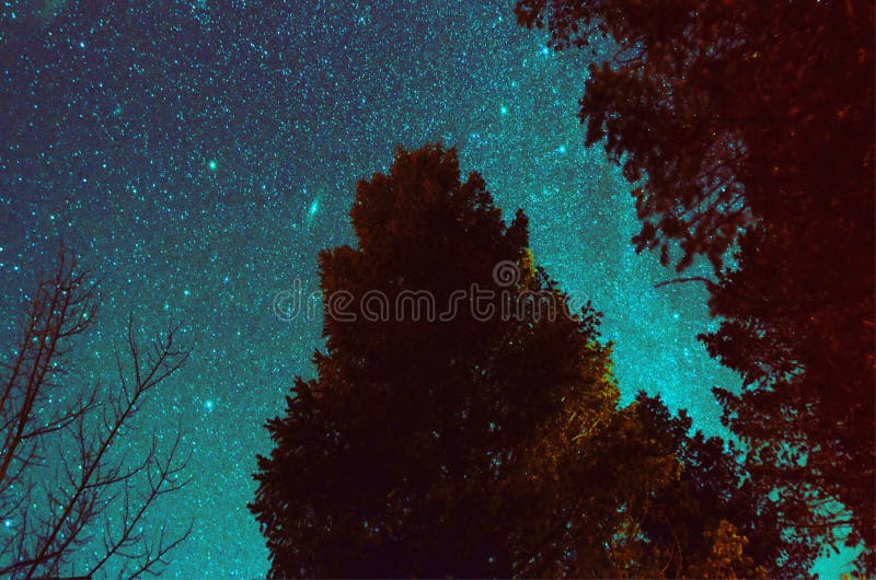 Night Time Tree with Milky Way Stock Photo - Image of forest, startrail ...