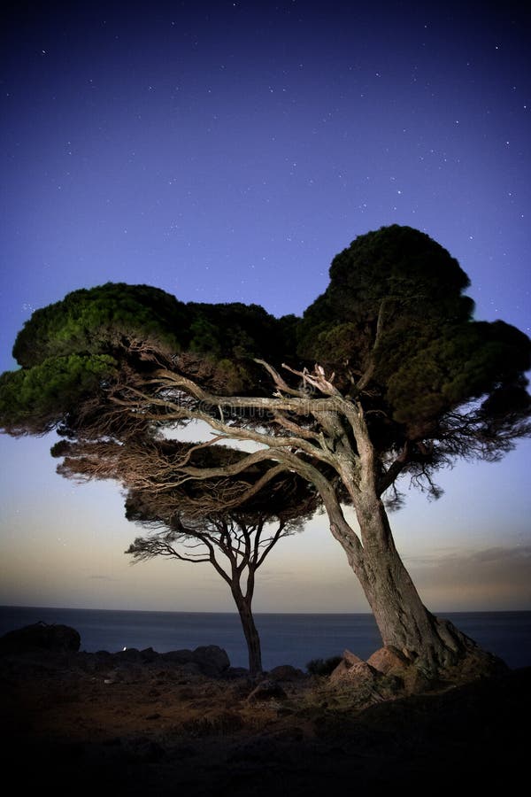 Night Tree stock image. Image of painting, bunkers, night - 25844787