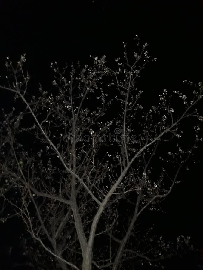 Night tree bloom apricot stock photo. Image of details - 90988678
