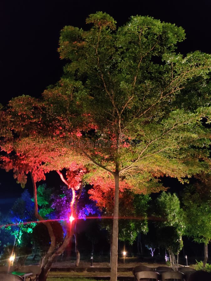 Night Tree Colourful Night Outdoor Stock Image - Image of outd, tree ...