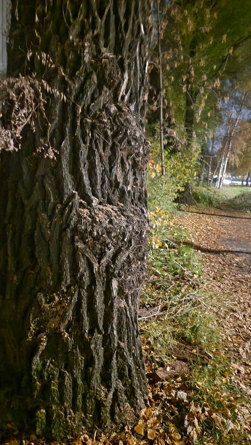 Night tree photography stock photo. Image of nature - 235165712
