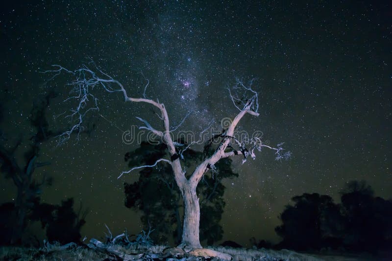 Night Tree stock photo. Image of astronomy, tree, night - 66441214