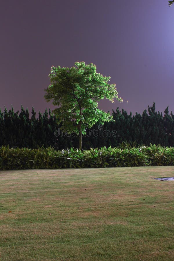 Night Tree stock photo. Image of asian, cultivation, china - 40223086