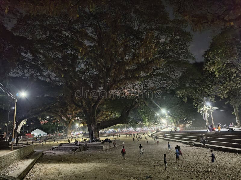 Night under a banyan tree stock image. Image of sunlight - 346506681