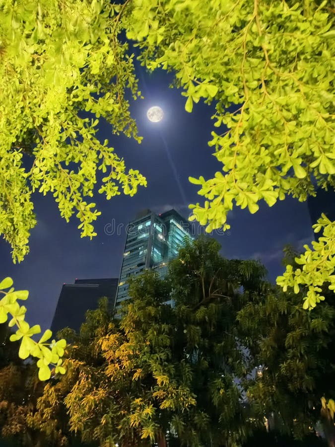 Trees in the City Park in the Summer Afternoon Bathed in Sunlight ...