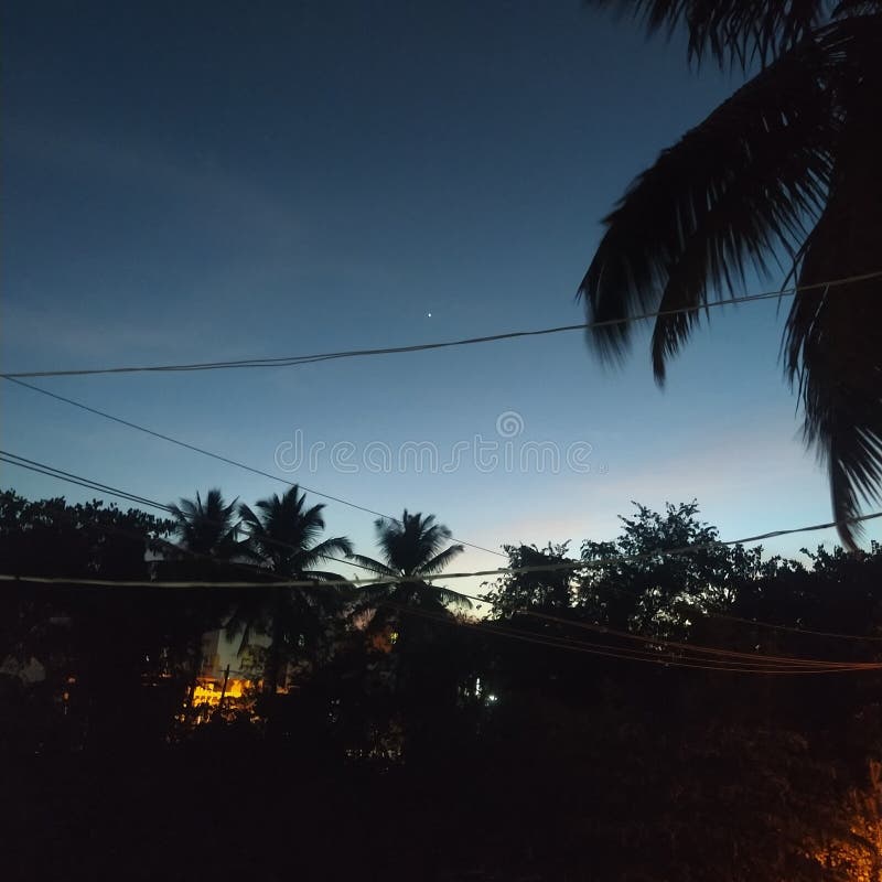 Night vi scene tree stock photo. Image of scene, tree - 228204332