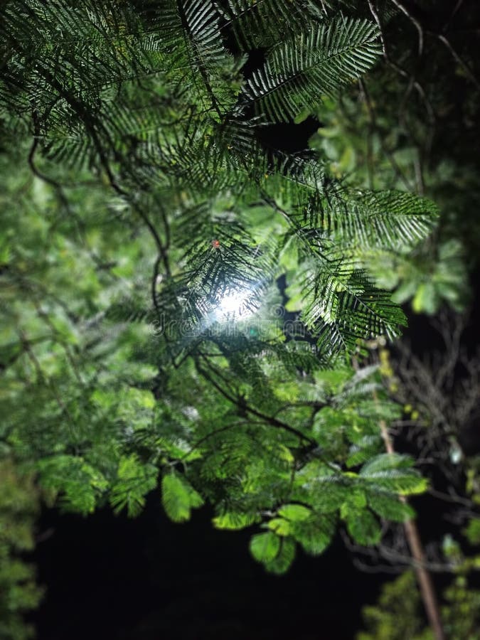 Night Vibes Tree ðŸŽ„ stock photo. Image of insect, animal - 265610636