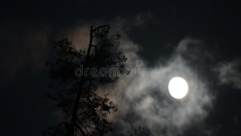 Video of Pine Tree Swinging on the Wind with Moon on the Background ...