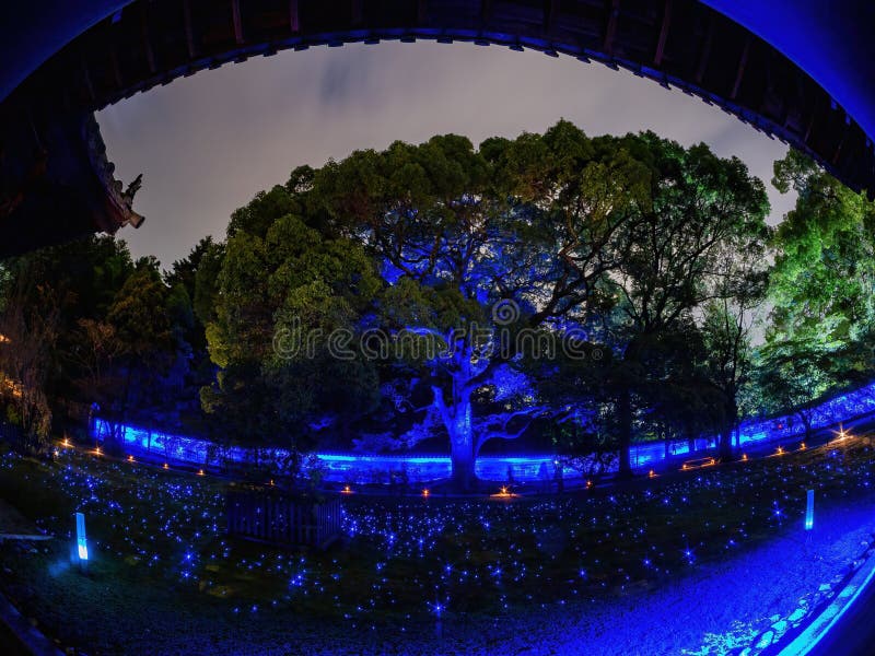 Night View of the Big Tree in Shoren-in Stock Photo - Image of place ...