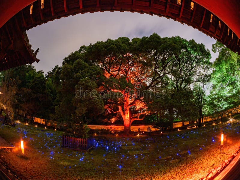 Night View of the Big Tree in Shoren-in Stock Image - Image of shorenin ...