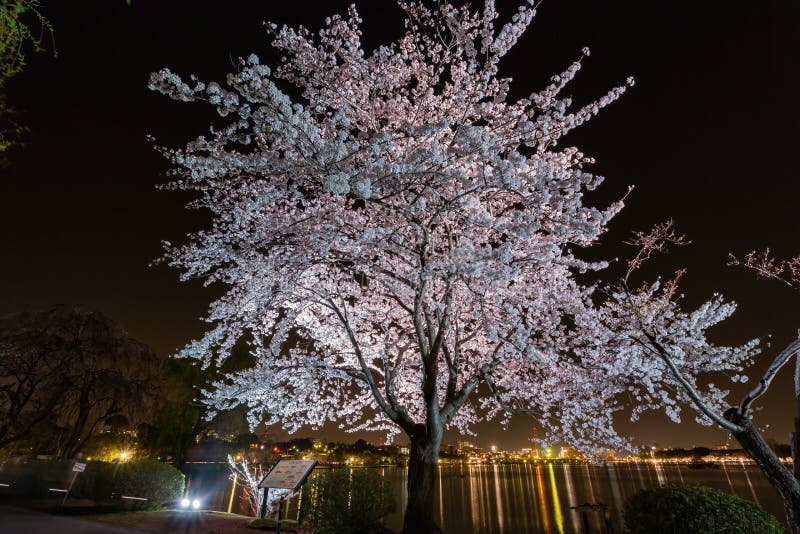 Night View of the Cherry Blossom in Senba Lake Editorial Stock Image ...