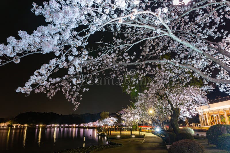 Night View of the Cherry Blossom in Senba Lake Editorial Image - Image ...