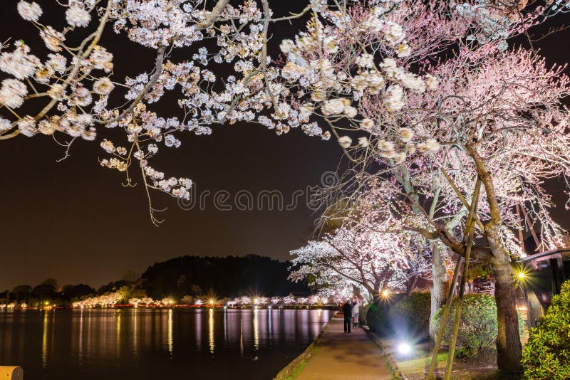 Night View of the Cherry Blossom in Senba Lake Editorial Stock Image ...