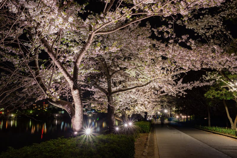 Night View of the Cherry Blossom in Senba Lake Stock Photo - Image of ...