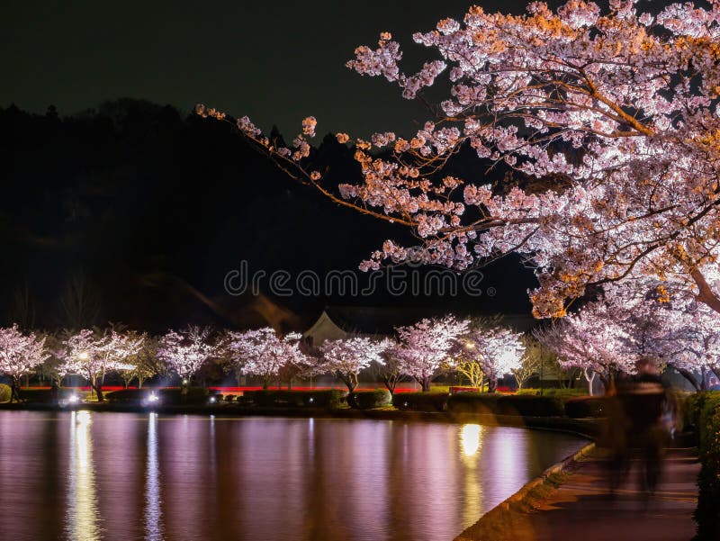 Night View of the Cherry Blossom in Senba Lake Stock Photo - Image of ...