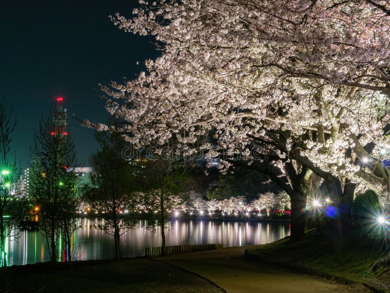 Night View of the Cherry Blossom in Senba Lake Stock Photo - Image of ...