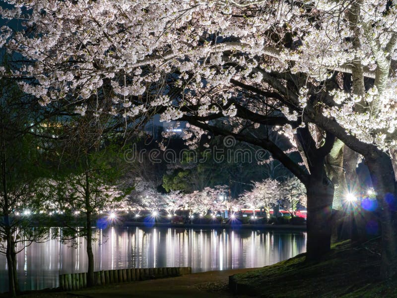 Night View of the Cherry Blossom in Senba Lake Stock Photo - Image of ...