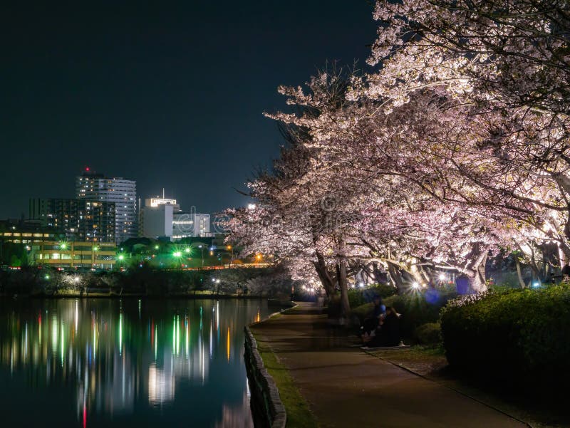 Night View of the Cherry Blossom in Senba Lake Stock Photo - Image of ...