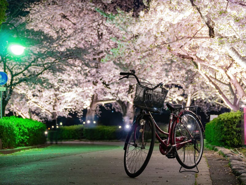 Night View of the Cherry Blossom in Senba Lake Stock Photo - Image of ...