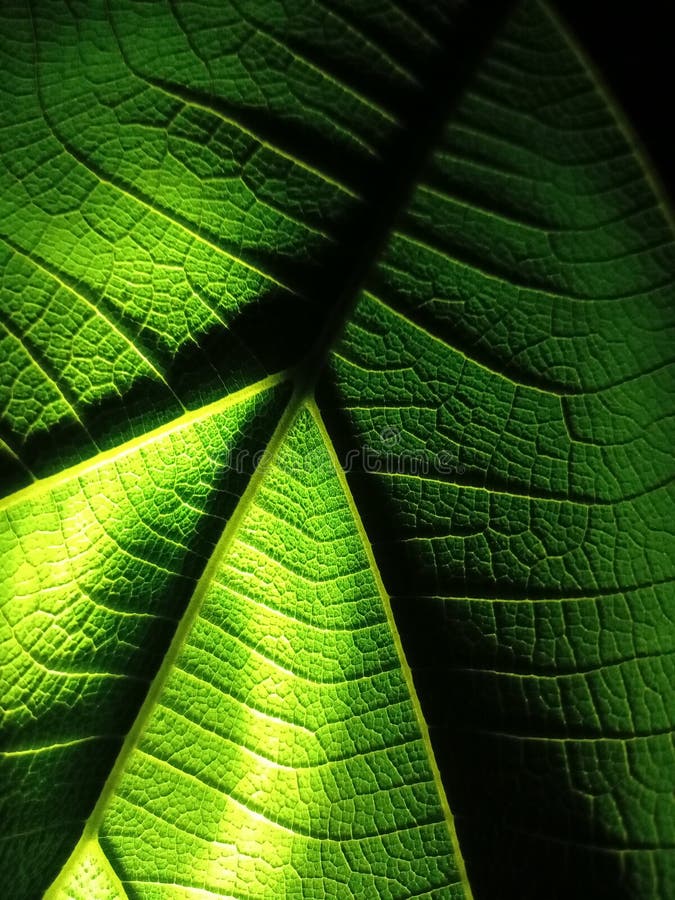 Night View of Green Life Night Photo Stock Image - Image of view, night ...