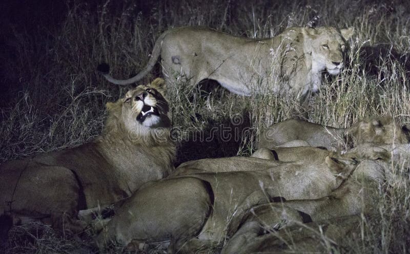 Night View of Lions Eating a Buffalo Stock Image - Image of cape ...