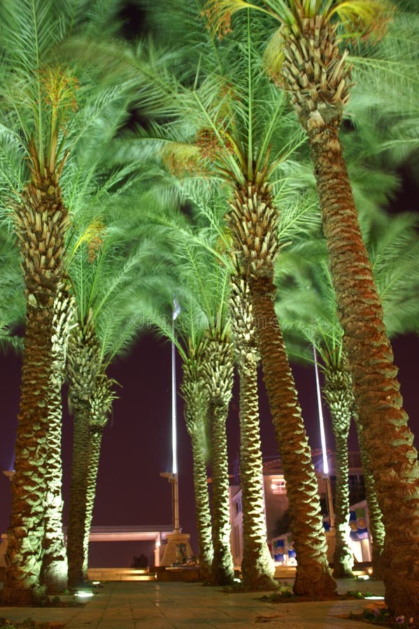 Palm trees at night stock image. Image of trees, riviera - 6035909