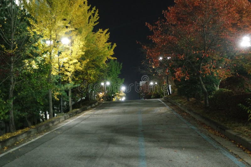 Night View of a Paved Pedestrian Way or Walk Way with Trees on Sides ...