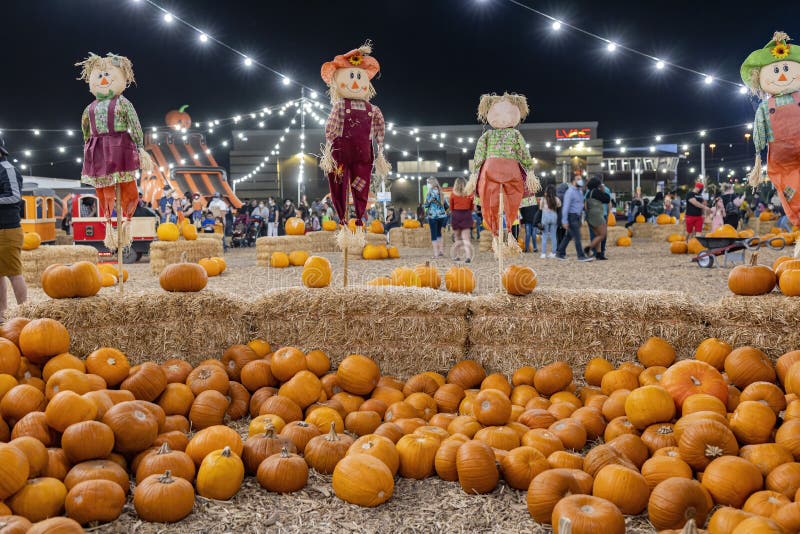 Night View of a Pumpkin Patch Editorial Stock Image - Image of county ...