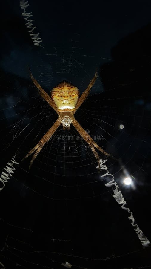 Night view of a spider stock photo. Image of insect - 222476424