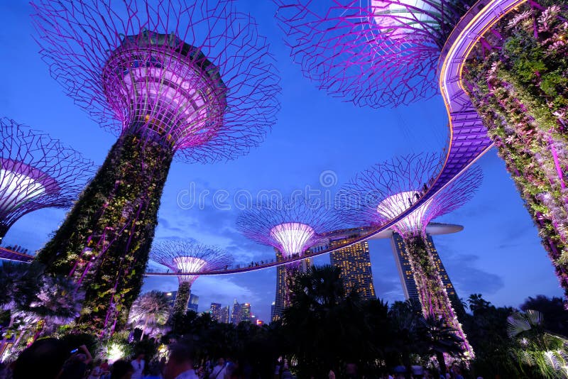 Night View of the Supertree Grove at Gardens by the Bay. Stock Image ...