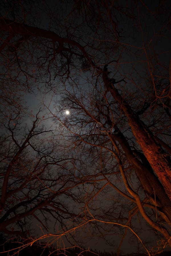 Night View of Trees Illuminated by Campfire Against the Moon Stock ...