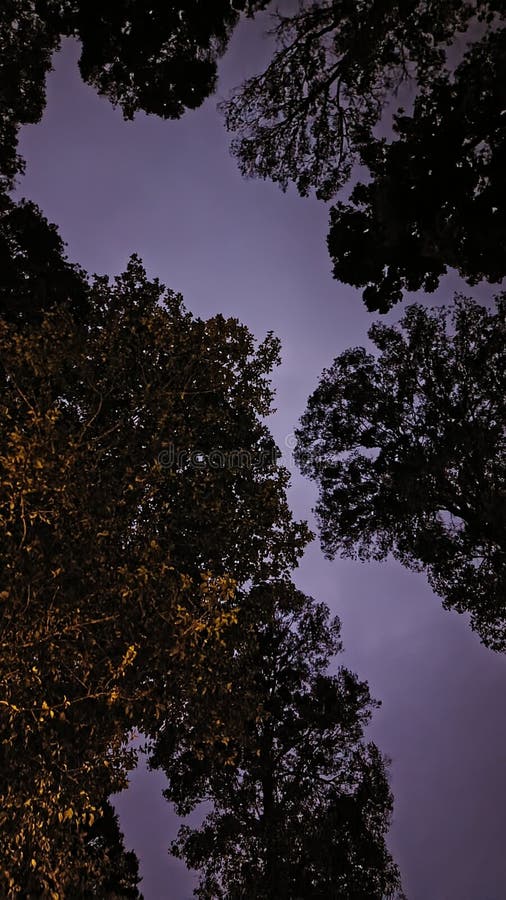 Night View Under Shady Tree Stock Photos - Free & Royalty-Free Stock ...