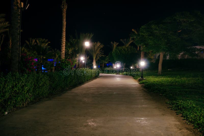 Night View Walkway with Tropical Palm Trees in the Light of the Lantern ...