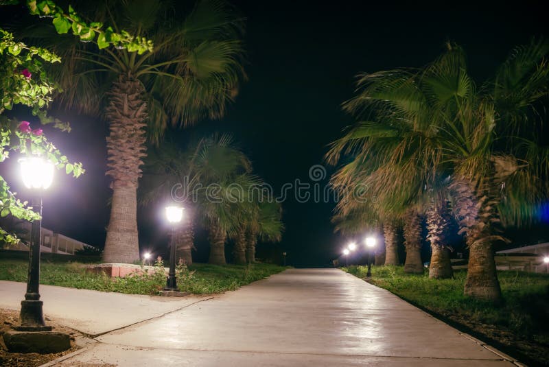 Night View Walkway with Tropical Palm Trees in the Light of the Lantern ...
