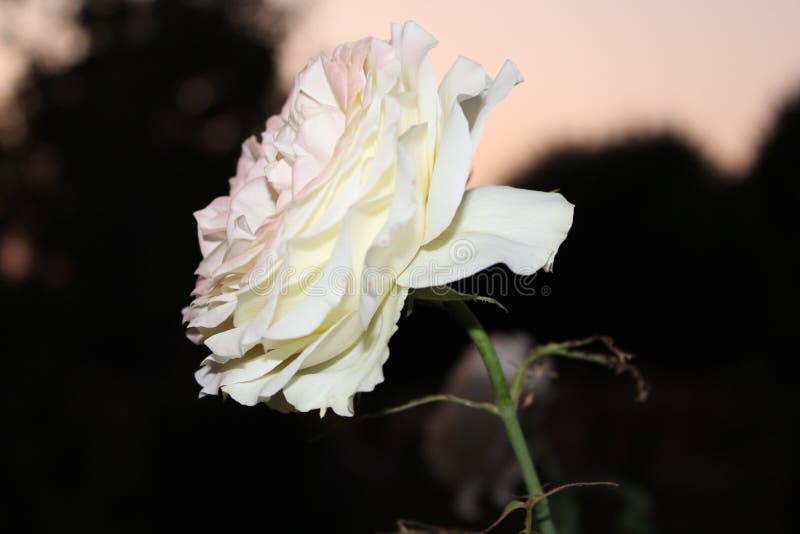Night View of White and Pinkish Rose Stock Image - Image of night, rose ...