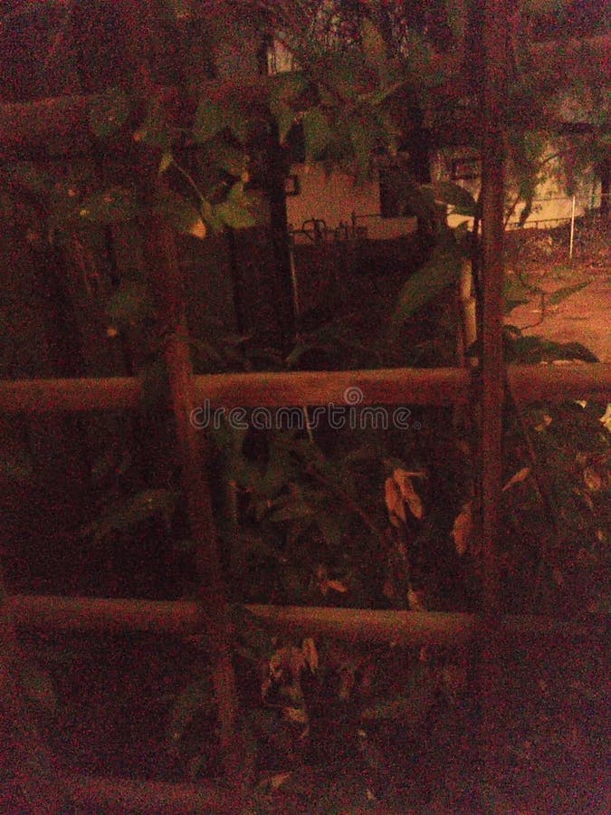 Night vine stock photo. Image of night, vine, grow, nightvine - 259335564